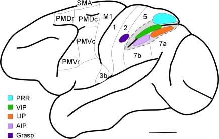 pmc3116136_fnana-05-00034-g005 – 脳卒中／神経系 自費リハビリ施設 東京 | STROKE LAB