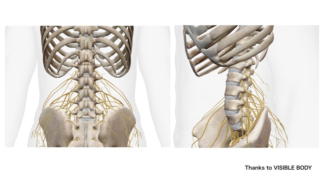 【2023年最新】脊椎圧迫骨折（いつの間にか骨折）の症状とリハビリ・治療とは？評価、コルセットまで – STROKE LAB 東京/大阪 自費 ...