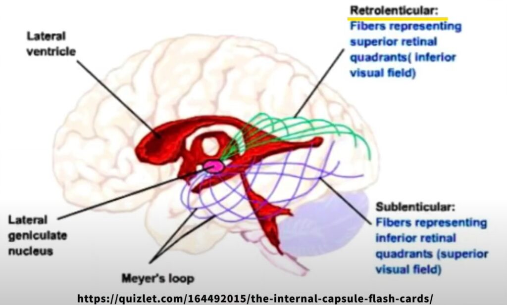【2025年版】脳卒中発症後にやるべき3つの評価とは？内包の機能解剖と手の回復を目指して – STROKE LAB 東京/大阪 自費リハビリ ...
