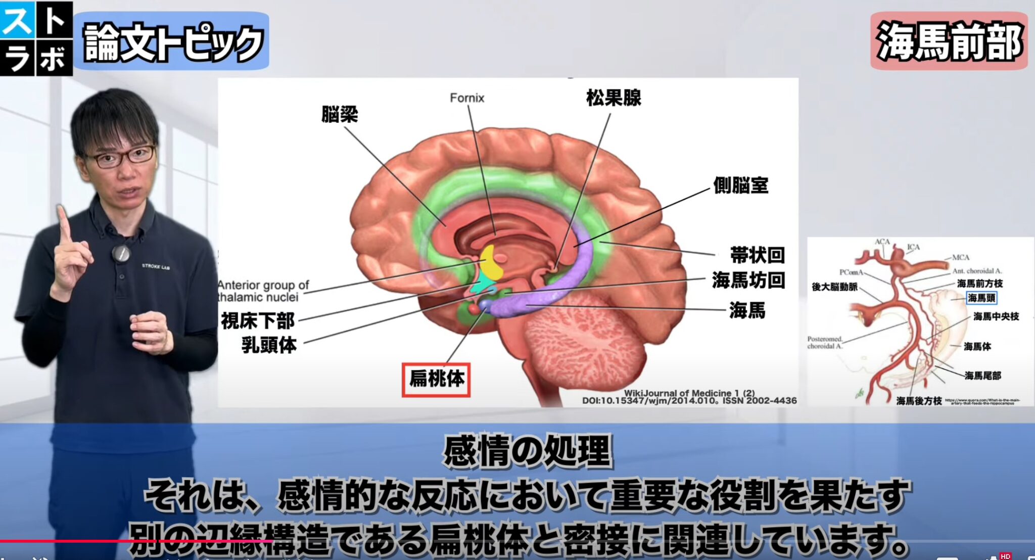 【2025年版】海馬の解剖とリハビリテーション：記憶と空間認識の回復ガイド！ – STROKE LAB 東京/大阪 自費リハビリ | 脳卒中/神経系